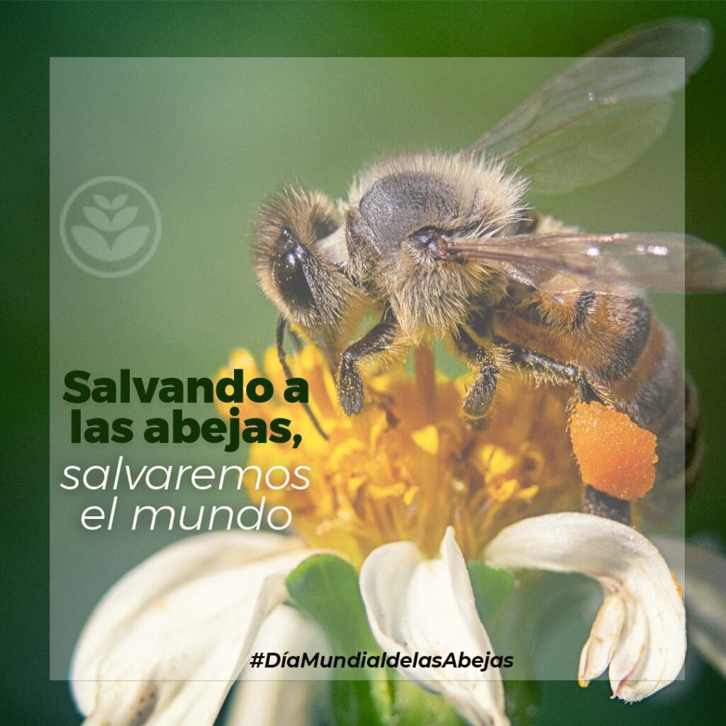 10 important things to know about bees - Econatur